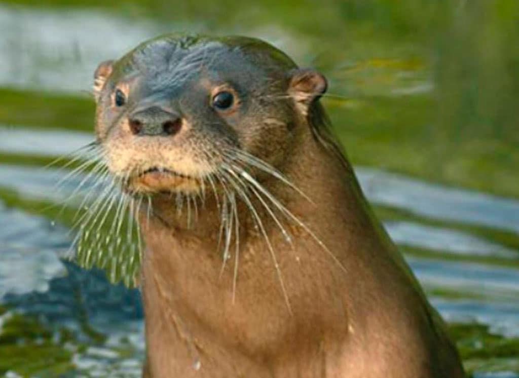 El huillín: En peligro crítico de extinción - Diario El Sureño