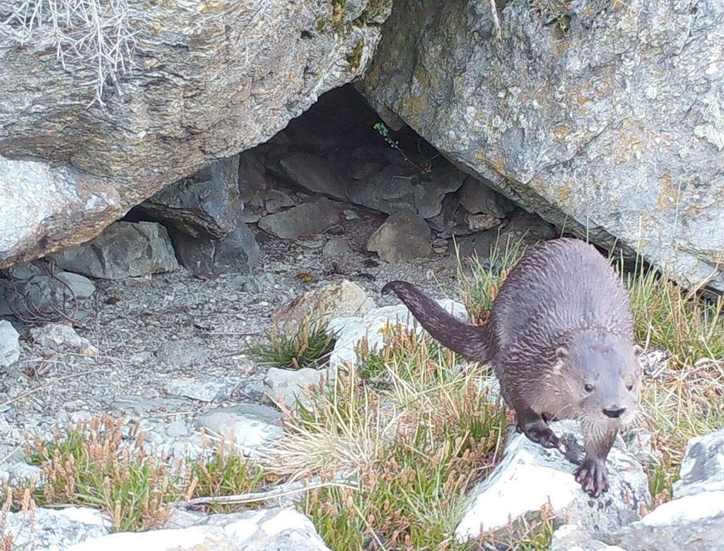 El huillín: En peligro crítico de extinción - Diario El Sureño