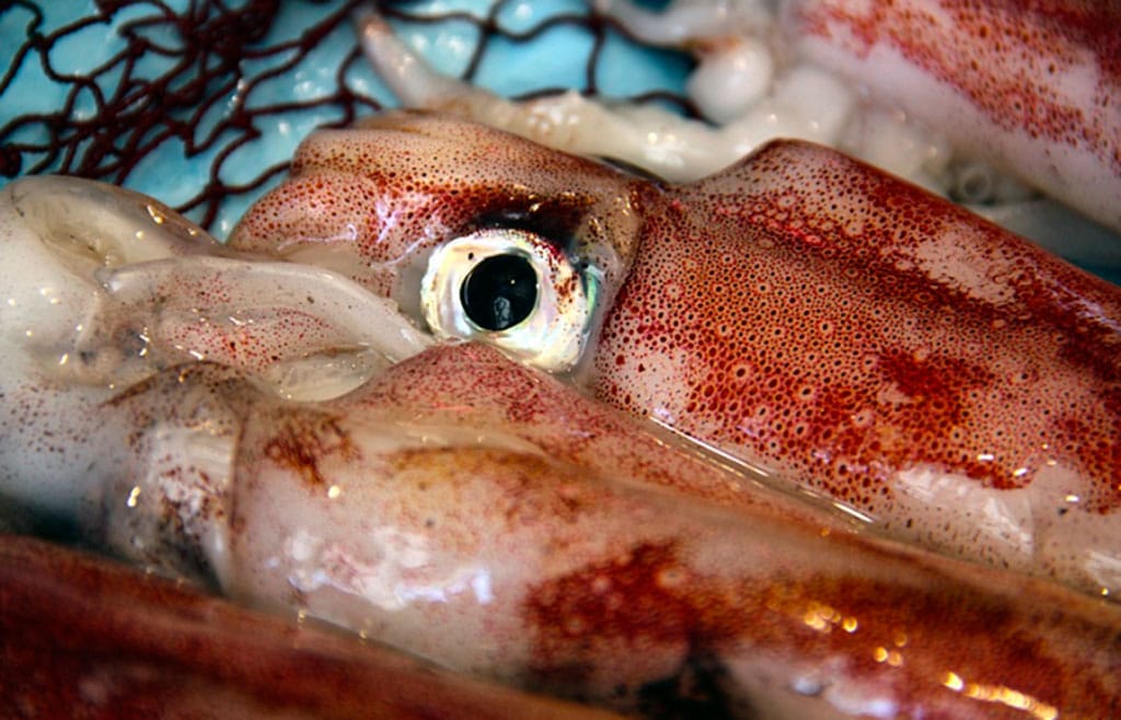 El 11 de junio finaliza la temporada de calamar - Diario El Sureño