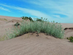Arenas Verdes, un paraíso natural en la Costa Atlántica - Diario El Sureño