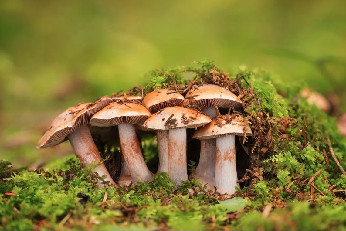 Los hongos se comunican entre sí usando hasta 50 palabras - Diario El ...