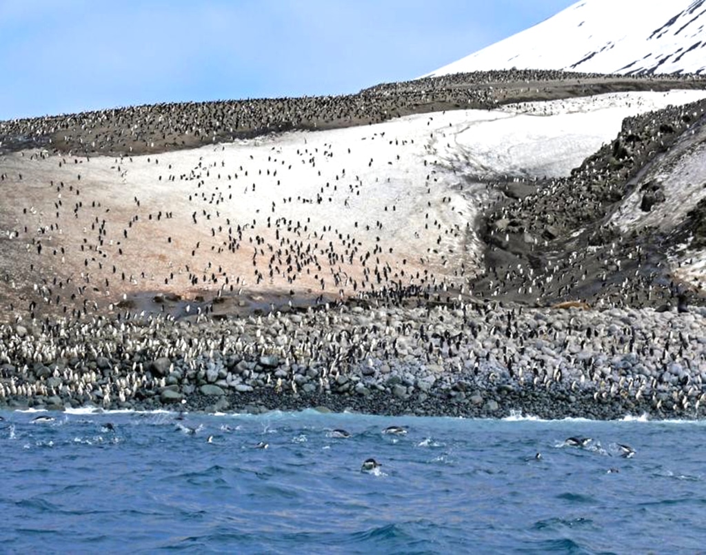Gobierno británico de Malvinas prohibió el ingreso a las islas Sandwich ...