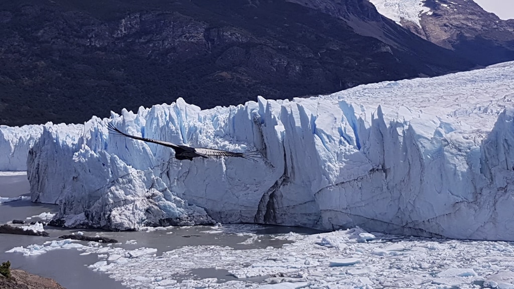 Brusco retroceso del glaciar Perito Moreno - Diario El Sureño