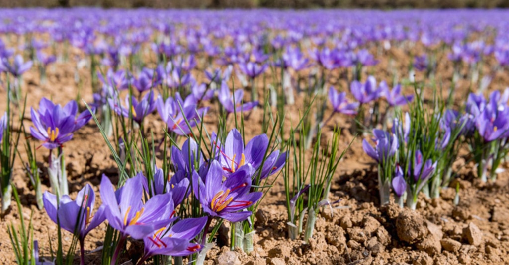 Los campos de azafrán de Trevelin en otoño - Diario El Sureño
