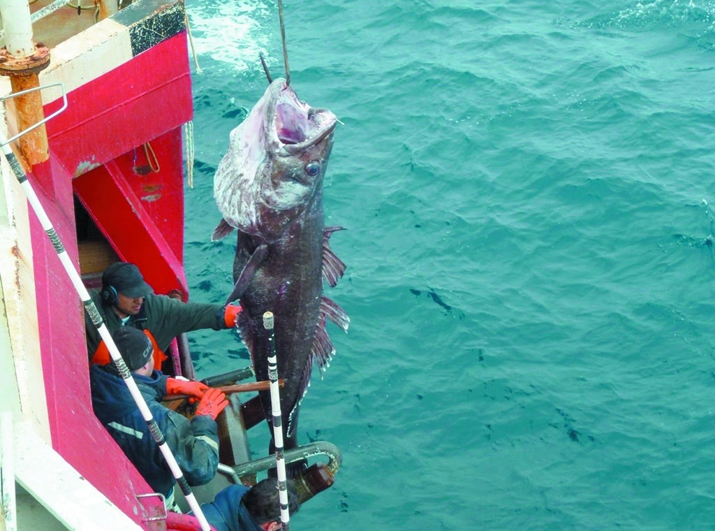 Estado reproductivo de la merluza negra - Diario El Sureño