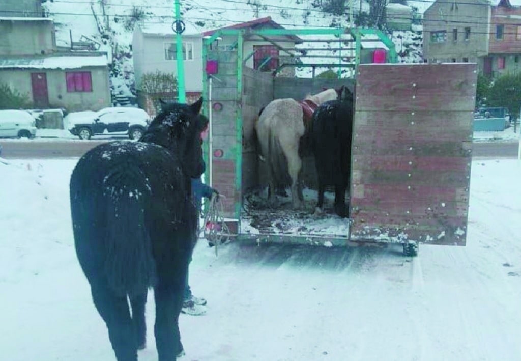 ARAF presentó un proyecto para proteger a los caballos - Diario El Sureño