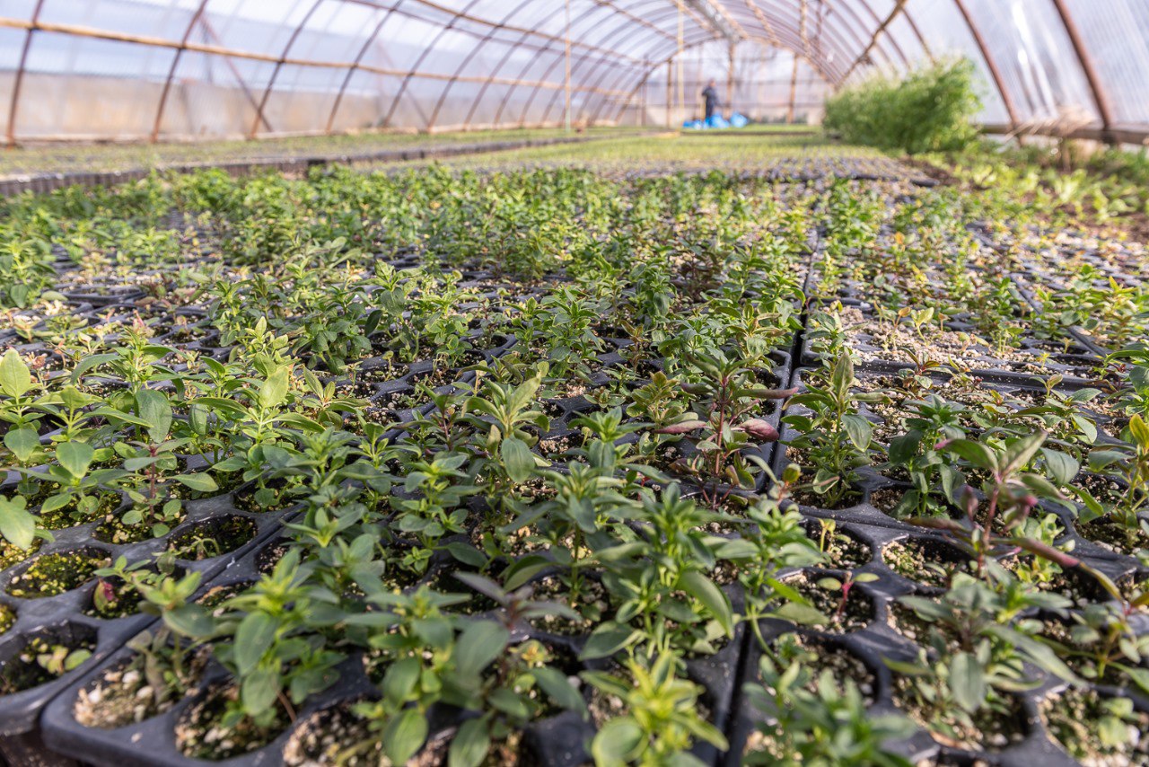 El Vivero Municipal se prepara para embellecer la ciudad - Diario El Sureño