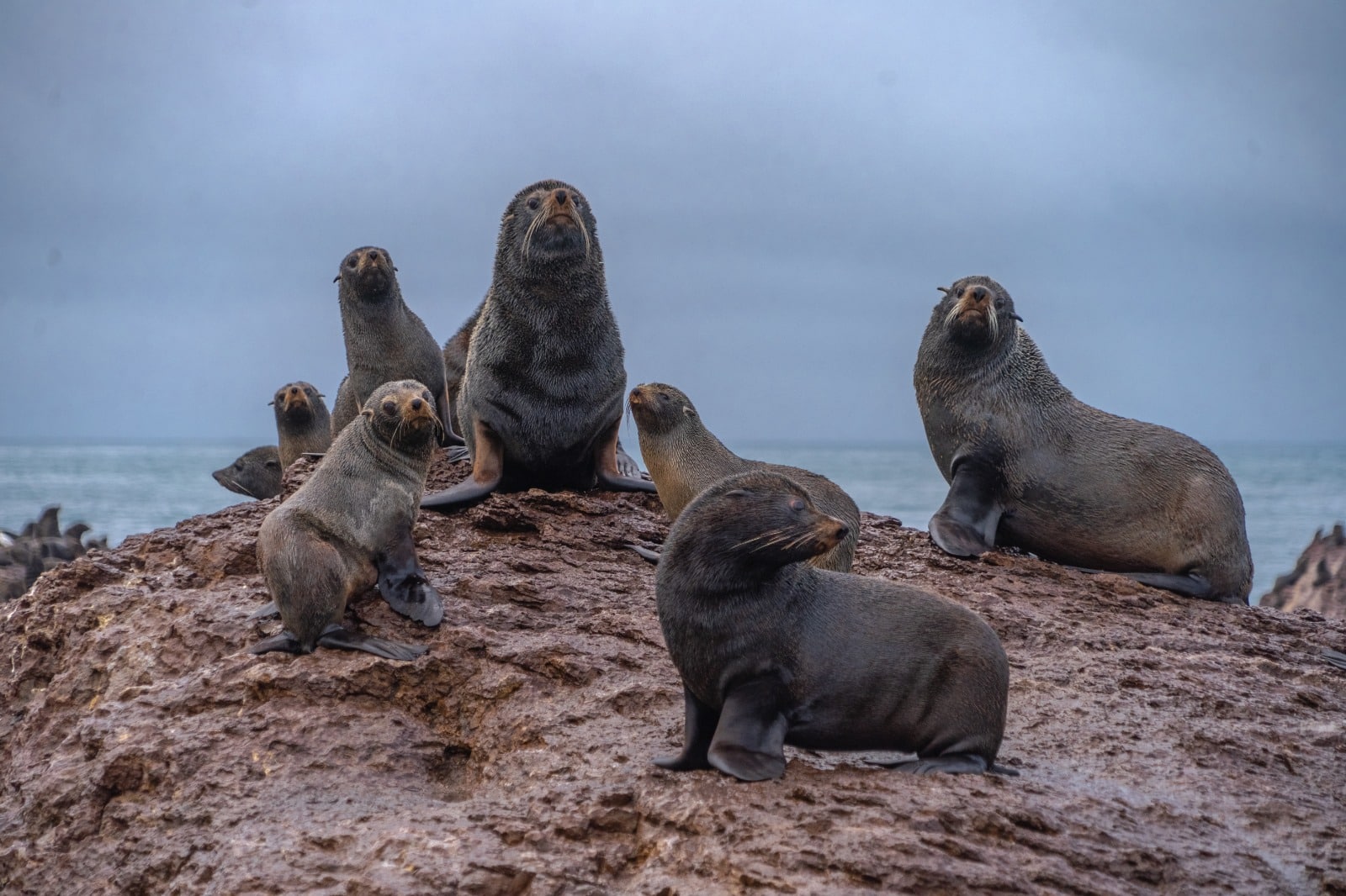 Isla Rasa en Patagonia Azul: un tesoro único para la biodiversidad del ...