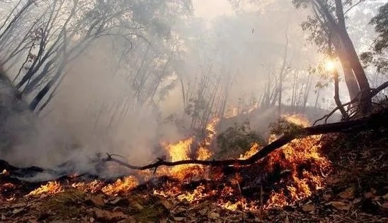 Suman más de 184 mil las hectáreas afectadas por los incendios ...