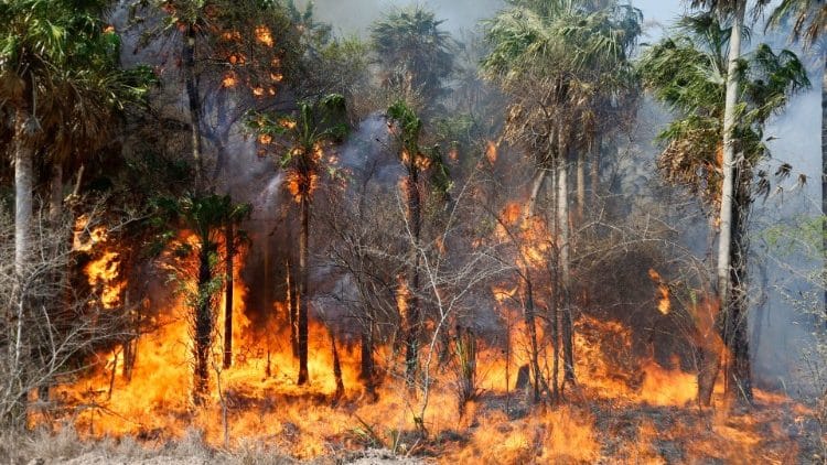 Incendios forestales en la región occidental de Paraguay arrasan más de ...